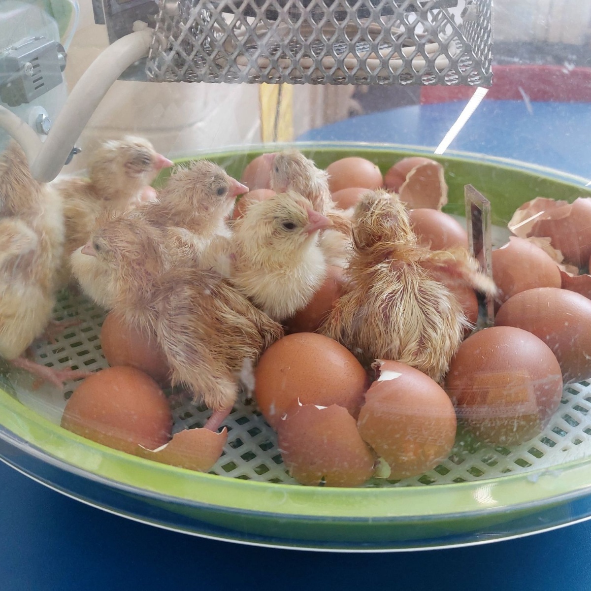 Stepgates Community School - Chick-a-thon