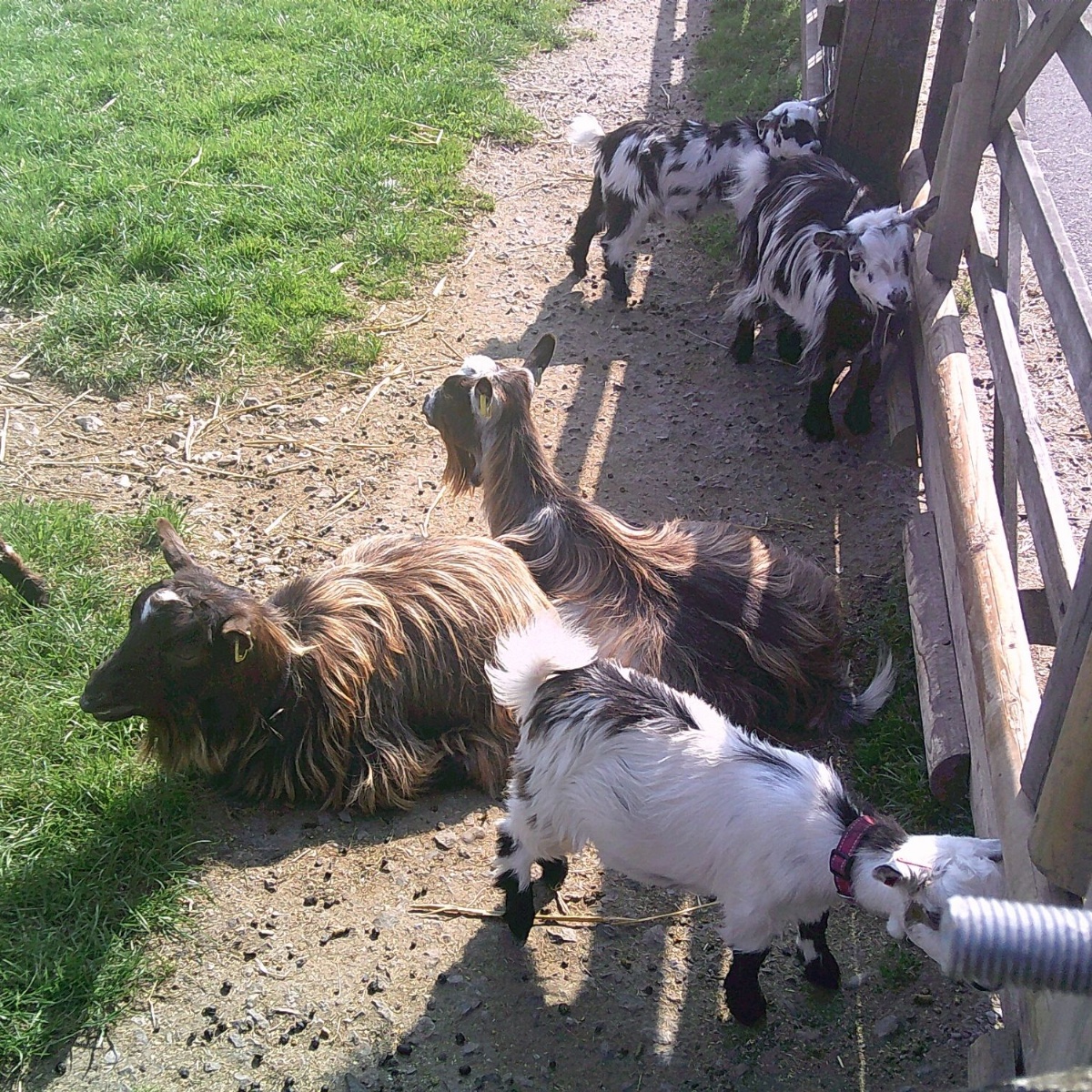 Stepgates Community School - Whole School Trip to Wellington Country Park